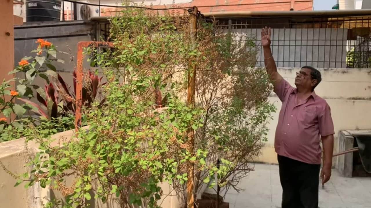amazing tulsi plant seven feet height see shocking pictures | कभी नहीं ...