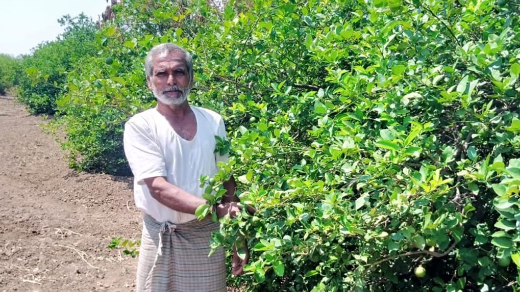 किसान ने 1 एकड़ में लगाए नींबू के 250 पौधे, अब 10 हजार रुपये में बेच ...