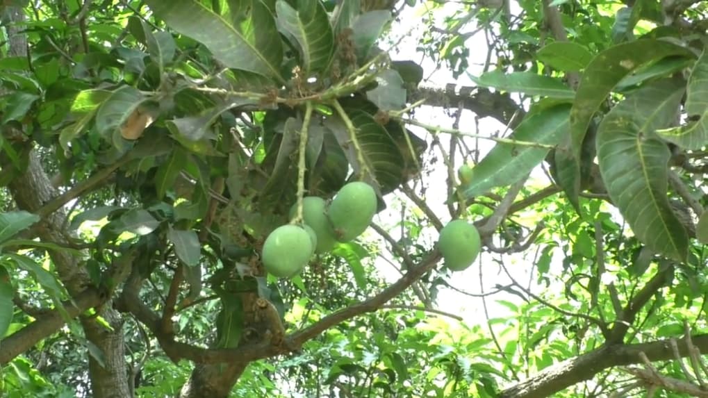 चलने वाला आम का पेड़! जानिए कहां है ये, क्या है इसके पीछे का राज ...