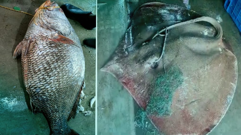 5 लाख रुपये में बिकी 28 किलो की ये मछली, जिसे देखने के लिए उमड़ी भीड़ ...