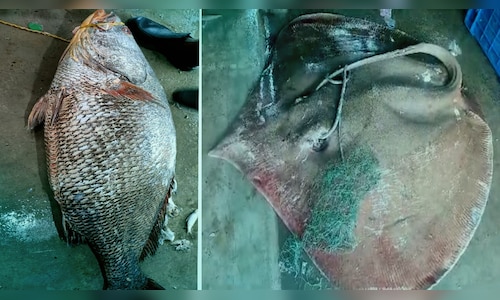 5 लाख रुपये में बिकी 28 किलो की ये मछली, जिसे देखने के लिए उमड़ी भीड़ ...