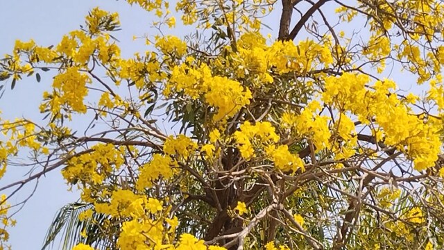 Golden Flower: साल में 5 दिन इस पेड़ पर खिलते हैं 'सोने के फूल', भारत ...
