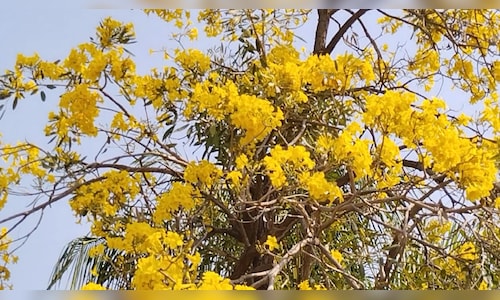 Golden Flower: साल में 5 दिन इस पेड़ पर खिलते हैं 'सोने के फूल', भारत ...