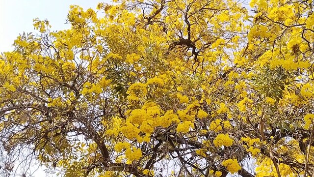 Golden Flower: साल में 5 दिन इस पेड़ पर खिलते हैं 'सोने के फूल', भारत ...