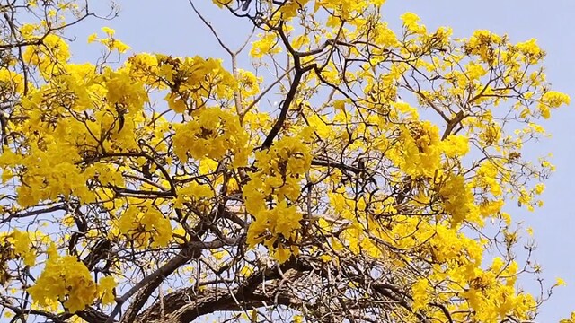 Golden Flower: साल में 5 दिन इस पेड़ पर खिलते हैं 'सोने के फूल', भारत ...