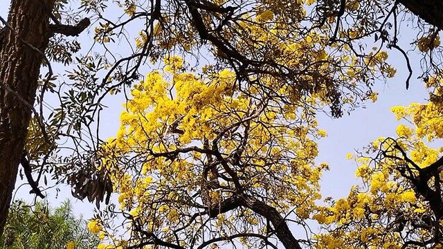 Golden Flower: साल में 5 दिन इस पेड़ पर खिलते हैं 'सोने के फूल', भारत ...