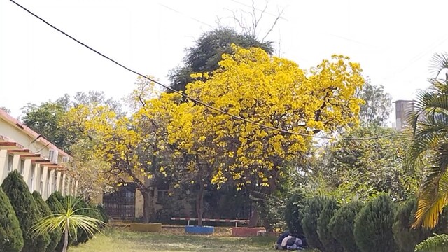 Golden Flower: साल में 5 दिन इस पेड़ पर खिलते हैं 'सोने के फूल', भारत ...