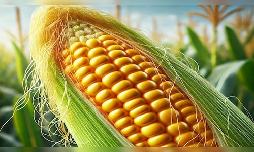 Maize Prices: किसानों के लिए बड़ी खबर-मक्के की कीमतों में हुआ उलटफेर ...