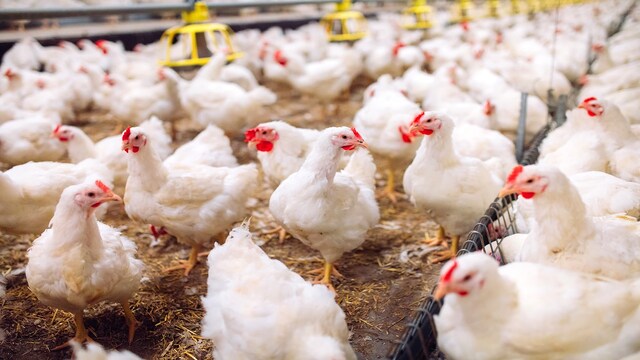 Egg prices surge in the US as chicken farms battle bird flu - CNBC TV18