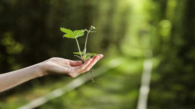 NGT orders MP-wide tree census, geo-tagging after plea alleges felling ...