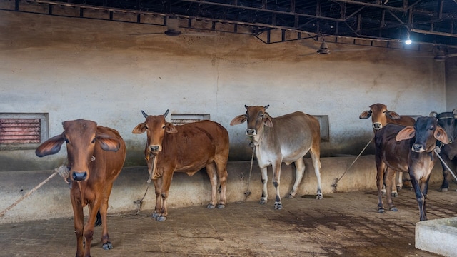 Kanuma Panduga 2025: All you need to know about this harvest festival ...