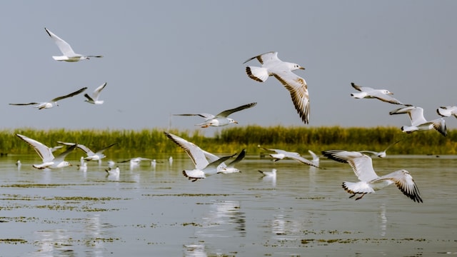 To attract more tourists, UP is developing Tikri forest and Parvati ...