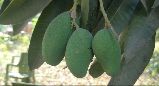 National Mango Day is today: Celebrate it by visiting these 5 ...