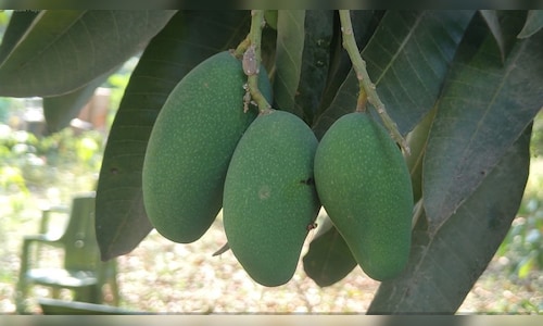 Dudhiya Maldah: A mango grown with milk, not water and cherished by 33 ...