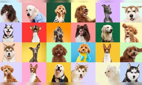 Lost your pet? Here's how Swiggy's 'Pawlice' feature can help - CNBC TV18