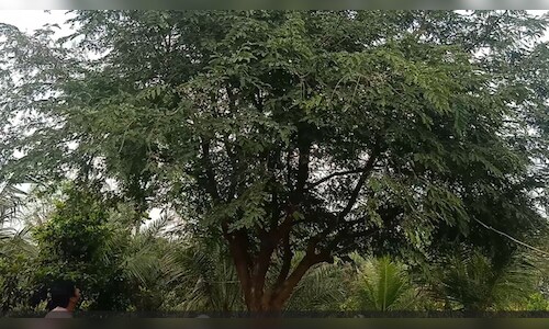 Meet 'Tree man of Haryana' who has planted two lakh trees in a decade ...