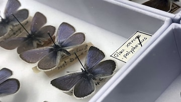 Decades after a US butterfly species vanished, a close relative is ...