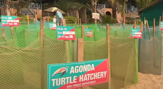 World Turtle Day 2024: 10 scenic beaches in India where you can watch ...