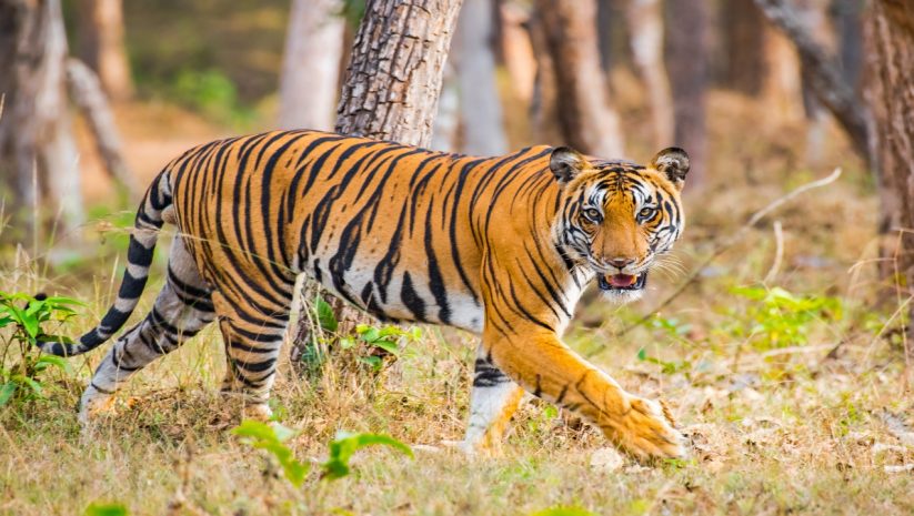 Bengal Tiger Hd 6.868 Bengal Tiger Stock Photos, High Res Pictures,