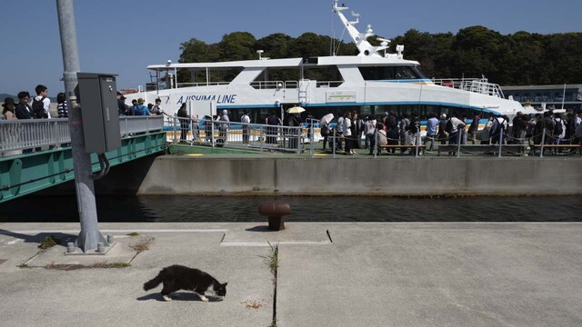 Japan dedicates a unique shrine for cats, and its loved by tourists ...