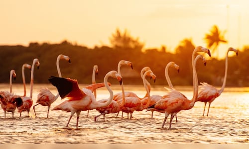Emirates flight bird strike leads to death of 29 flamingos in Mumbai ...
