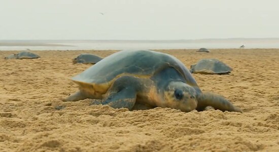 World Turtle Day 2024: 10 scenic beaches in India where you can watch ...