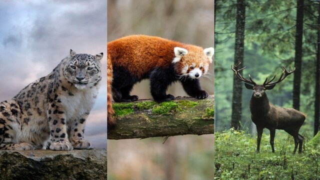 National Endangered Species Day 2024: Snow leopard to Asiatic Lion, 8 ...