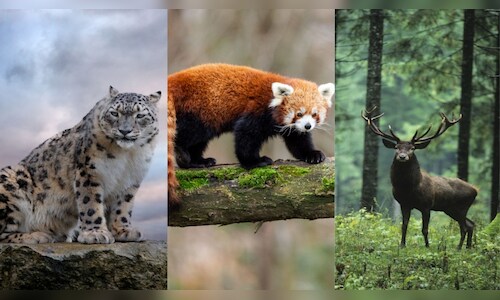 National Endangered Species Day 2024: Snow leopard to Asiatic Lion, 8 ...
