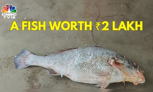 Why Telia Bhola, a rare fish, costs ₹12,000 a kilogram - CNBC TV18