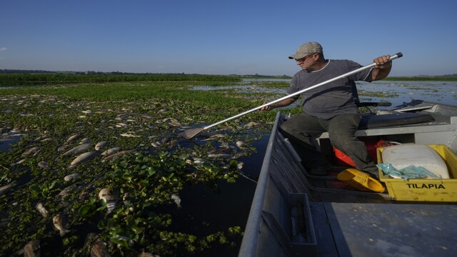 Brazil's Piracicaba River turns into a carpet of floating dead fish ...