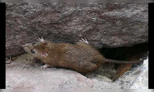 Watch: Rat found swimming inside large vessel of chutney at university ...