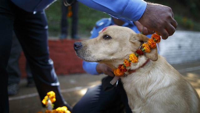 Did you know there's a temple in Kerala dedicated to dogs? See photos ...