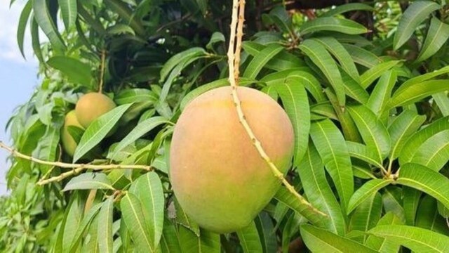 National Mango Day 2024: From Miyazaki to Alphonso, know the most ...