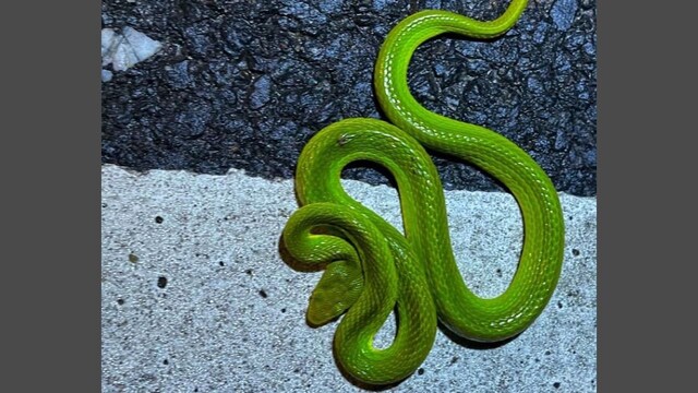 Salazar Pit Viper, the real-life Harry Potter snake, found in Assam's ...