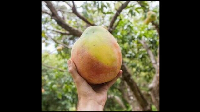 National Mango Day 2024: From Miyazaki to Alphonso, know the most ...