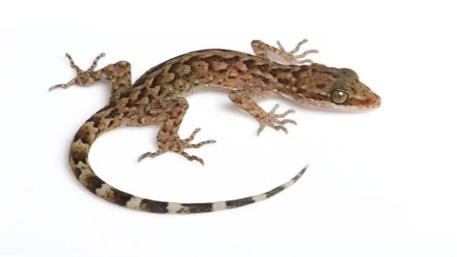 Scientists discover six gecko species in northeast - CNBC TV18
