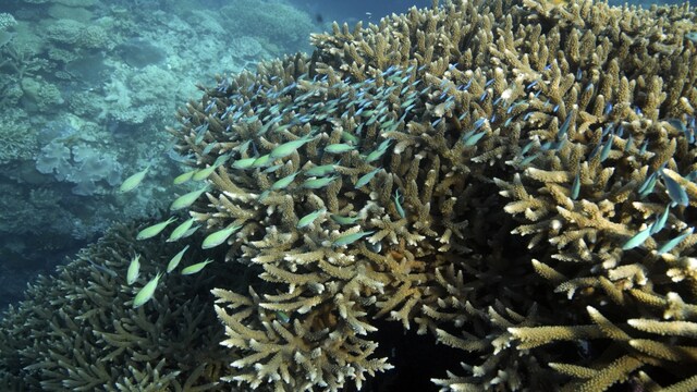 The Great Barrier Reef: How climate change is killing the world’s ...