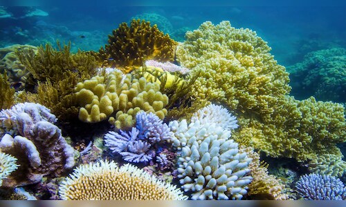 Scientists say India's 'Deep Sea Mission' on track; hydrothermal vent ...