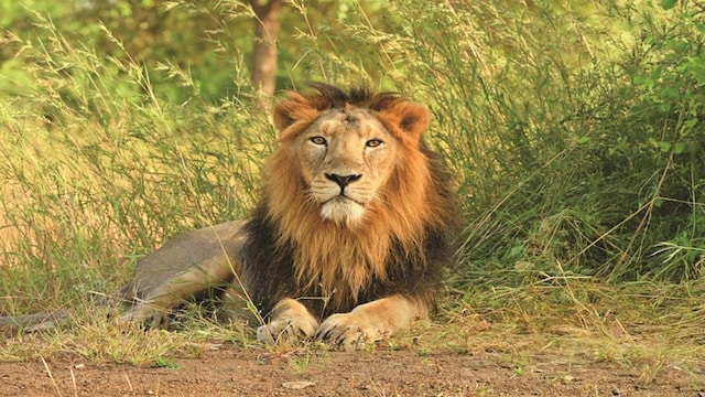 Asiatic lion population in Gujarat rises to 891, marks 32% increase ...