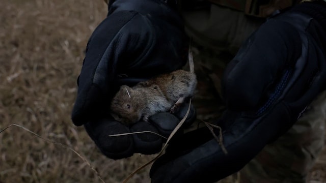 Dye found in Doritos turns mouse skin transparent. How the 'magic trick ...