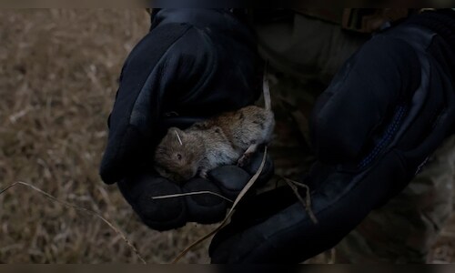 Dye found in Doritos turns mouse skin transparent. How the 'magic trick ...