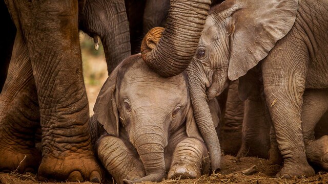 After Namibia, Zimbabwe to cull 200 elephants to feed people left ...