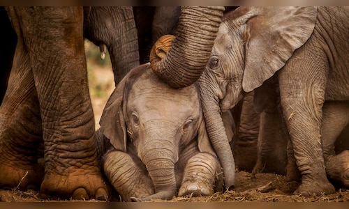 After Namibia, Zimbabwe to cull 200 elephants to feed people left ...