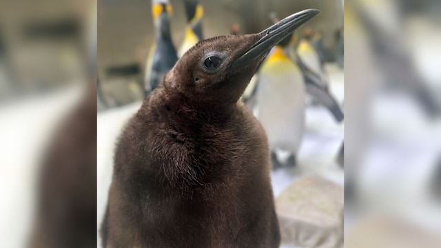 Meet cute Pesto, the 22 kg king penguin chick who has gone viral on ...