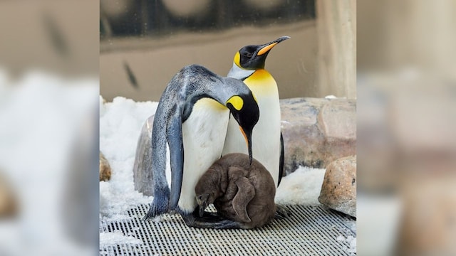 Meet cute Pesto, the 22 kg king penguin chick who has gone viral on ...