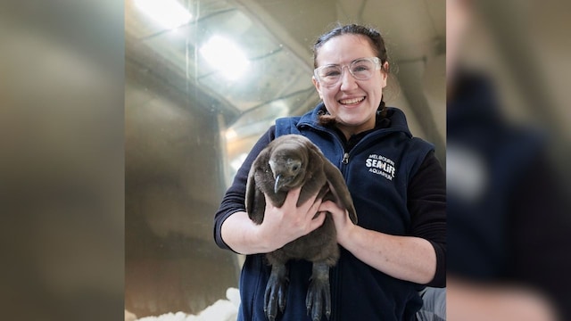 Meet cute Pesto, the 22 kg king penguin chick who has gone viral on ...