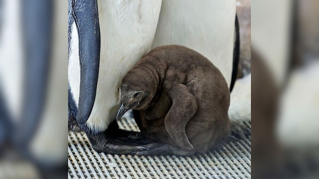 Meet cute Pesto, the 22 kg king penguin chick who has gone viral on ...