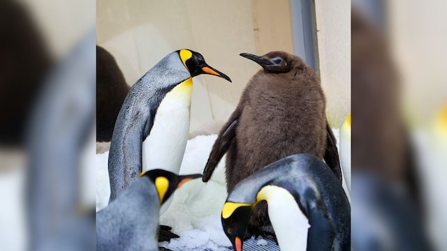 Meet Cute Pesto The 22 Kg King Penguin Chick Who Has Gone Viral On Social Media Cnbc Tv18