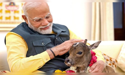Watch: PM Modi welcomes newborn calf at his official residence, names ...
