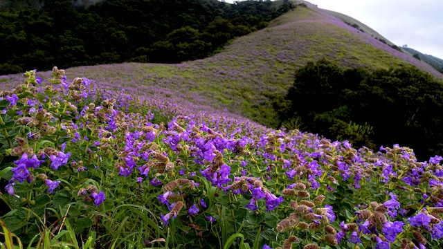 Neelakurinji flowers deck up Tamil Nadu’s Nilgiri Hills after 12 years ...